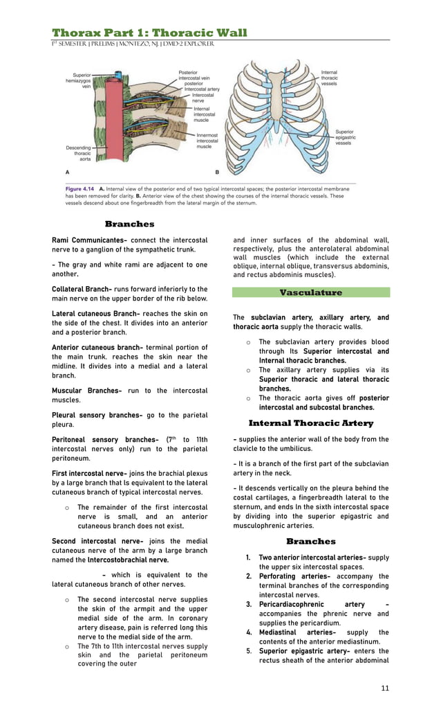 Thorax prt. 1.pdf