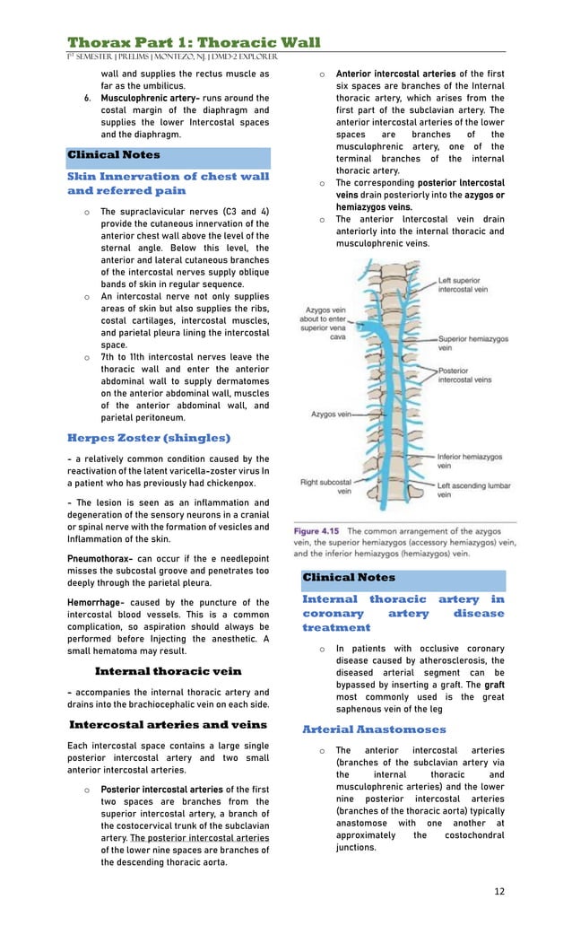 Thorax prt. 1.pdf