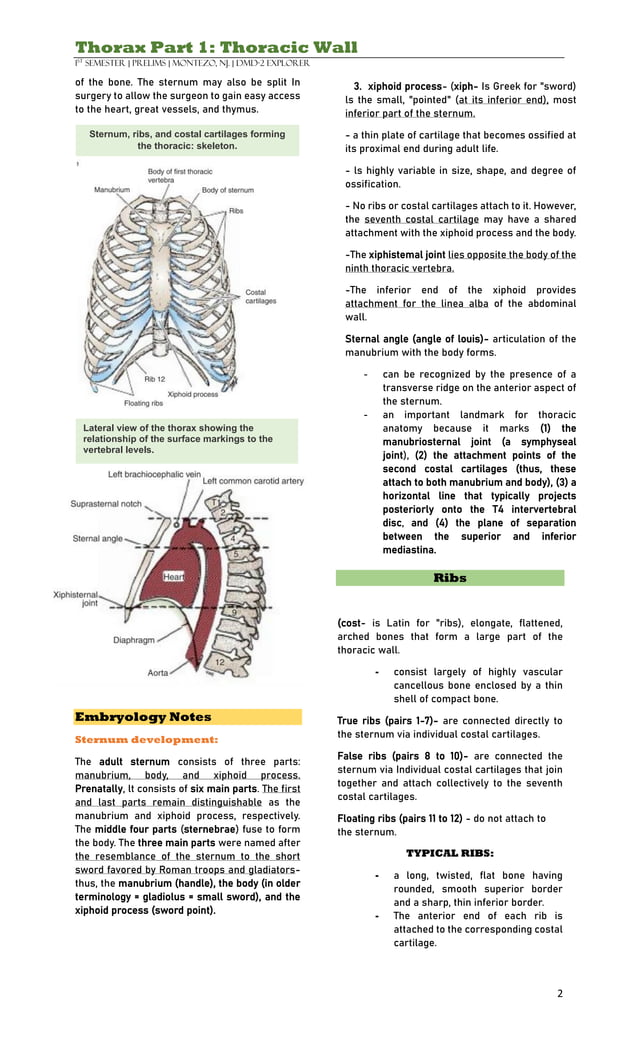 Thorax prt. 1.pdf