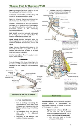 Thorax prt. 1.pdf