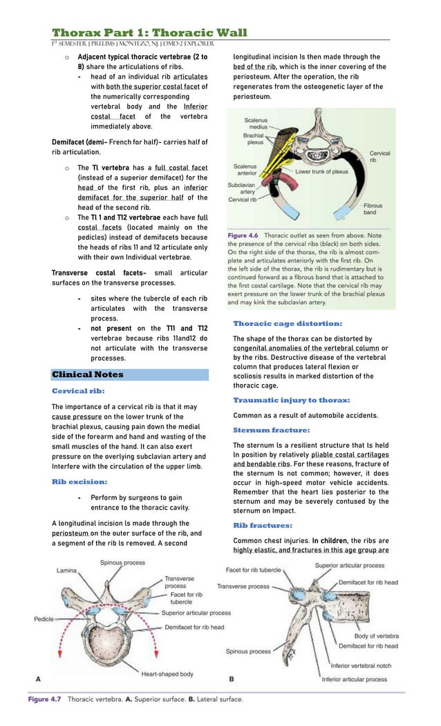 Thorax prt. 1.pdf