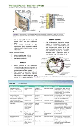 Thorax prt. 1.pdf