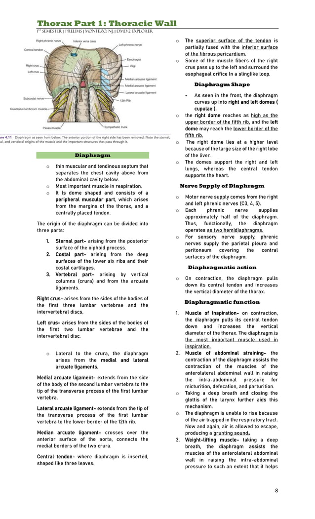 Thorax prt. 1.pdf