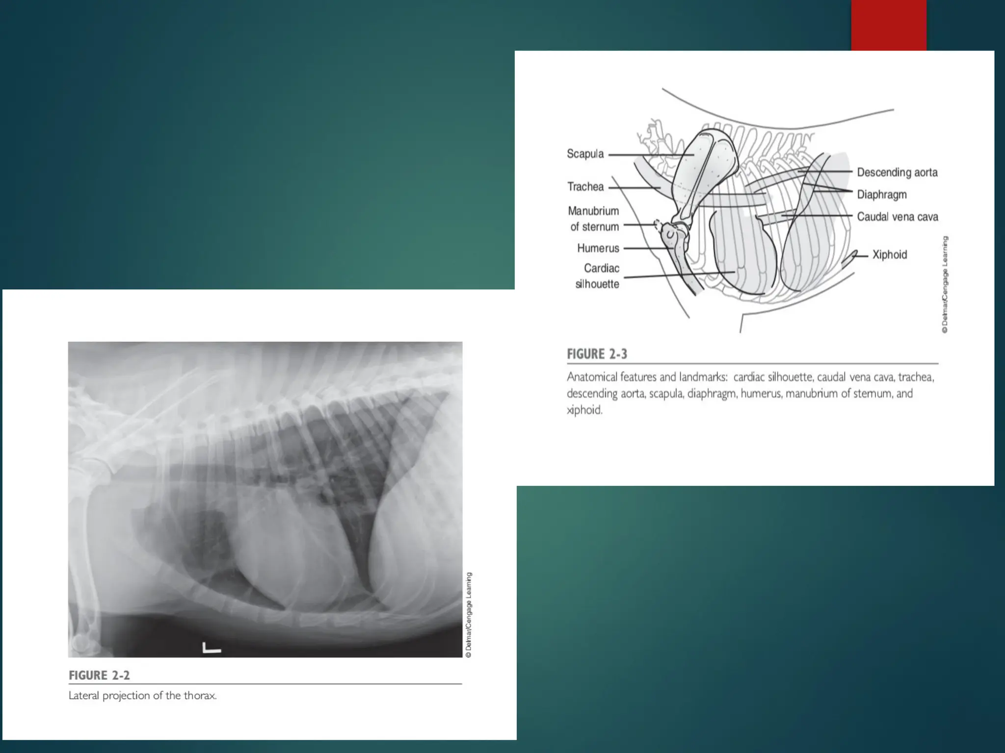 THORAX RADIOGRAPHIC INTERPRETATION CANINE | PPTX