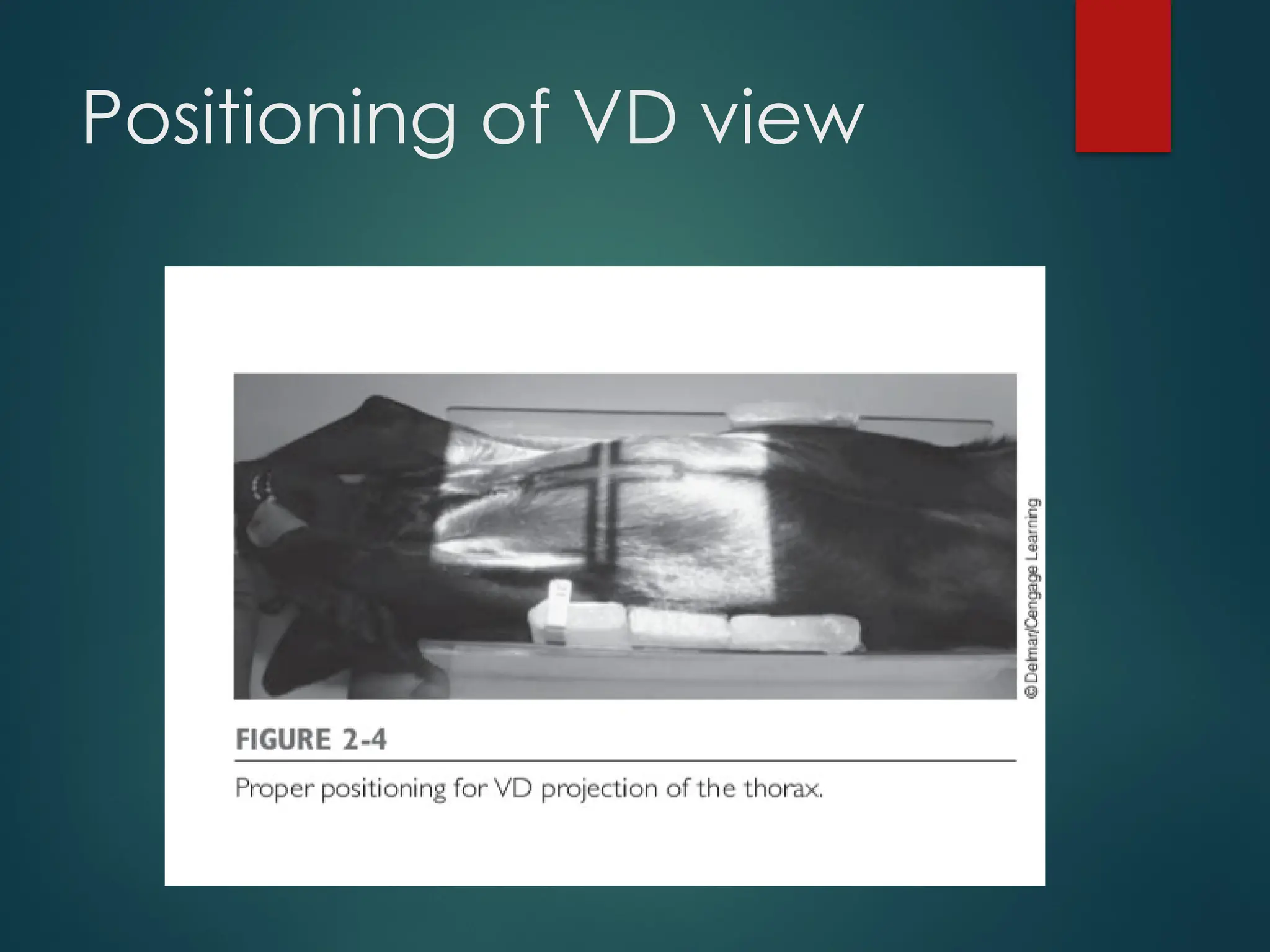 THORAX RADIOGRAPHIC INTERPRETATION CANINE | PPTX