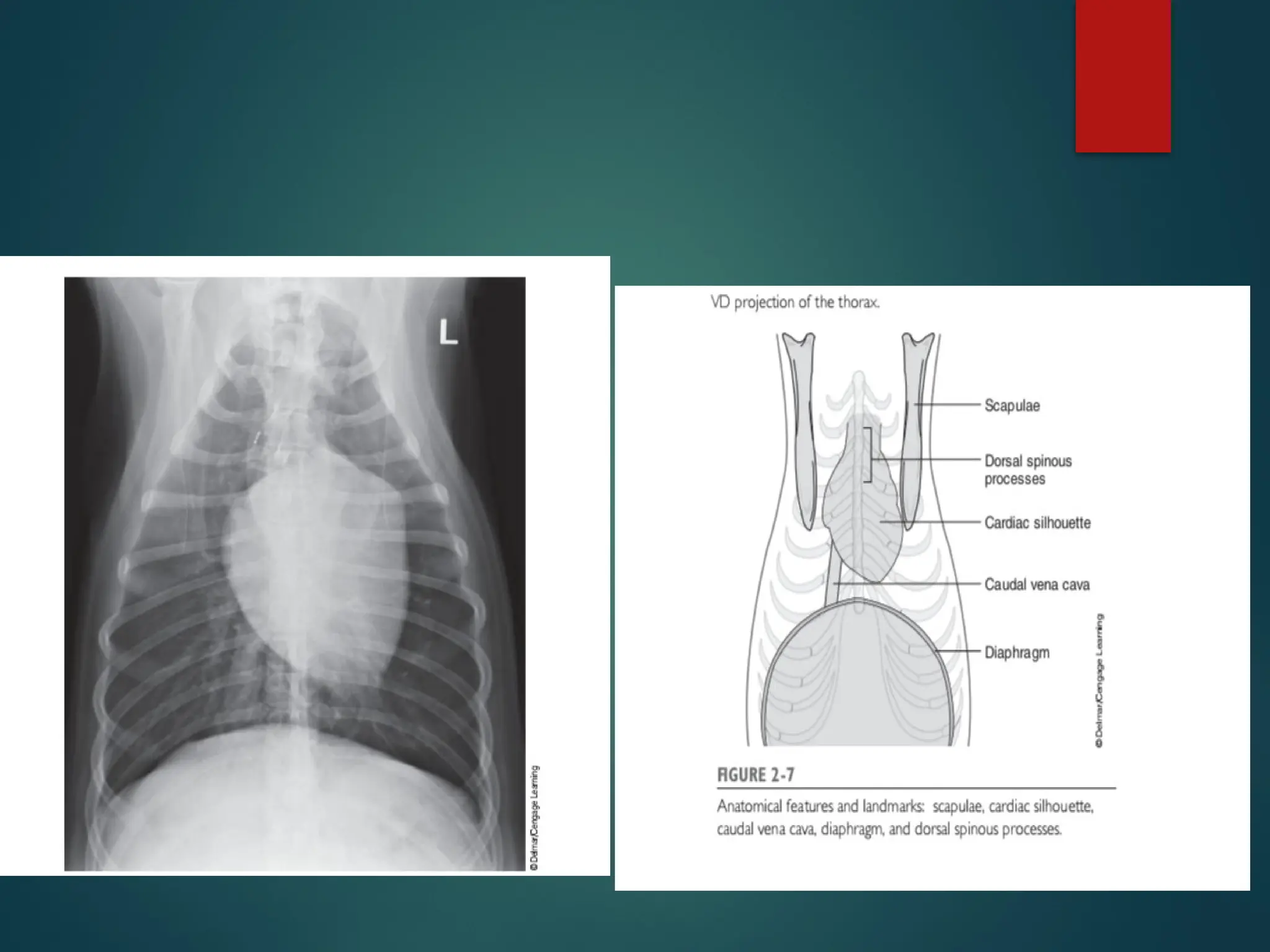 THORAX RADIOGRAPHIC INTERPRETATION CANINE | PPTX