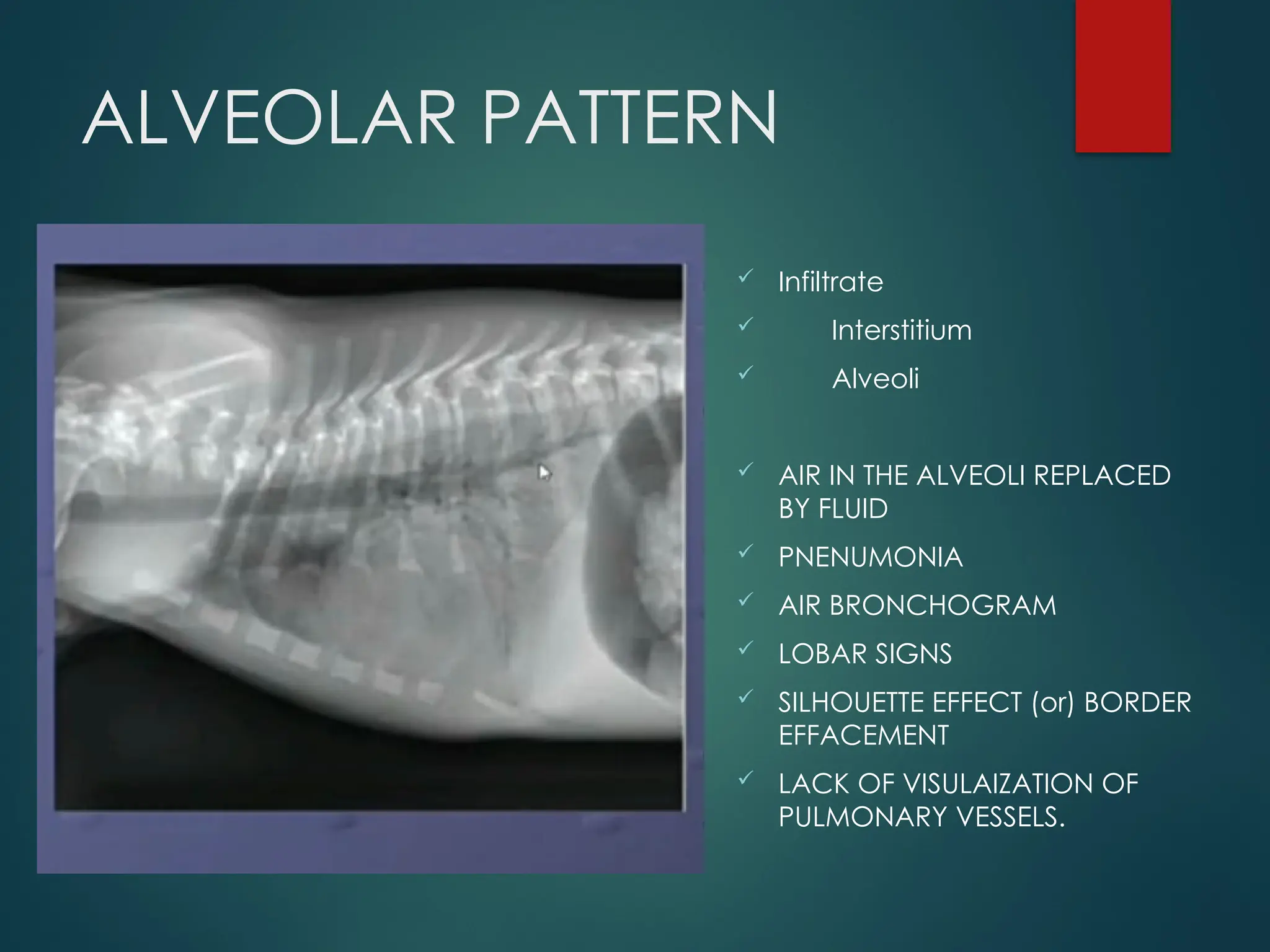 THORAX RADIOGRAPHIC INTERPRETATION CANINE | PPTX