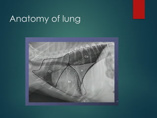 THORAX RADIOGRAPHIC INTERPRETATION CANINE | PPTX