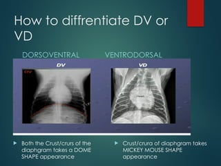 THORAX RADIOGRAPHIC INTERPRETATION CANINE | PPTX