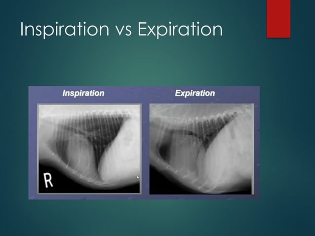 THORAX RADIOGRAPHIC INTERPRETATION CANINE | PPTX