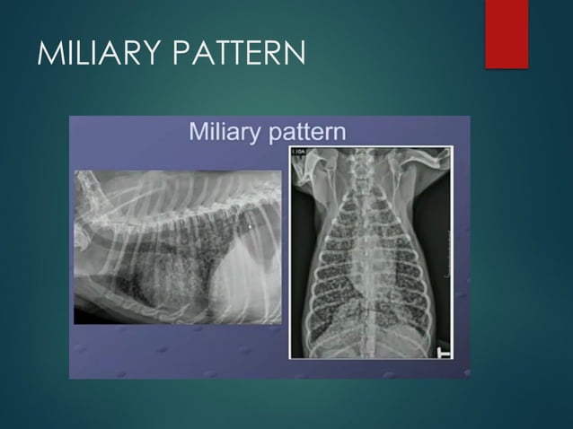 THORAX RADIOGRAPHIC INTERPRETATION CANINE | PPTX