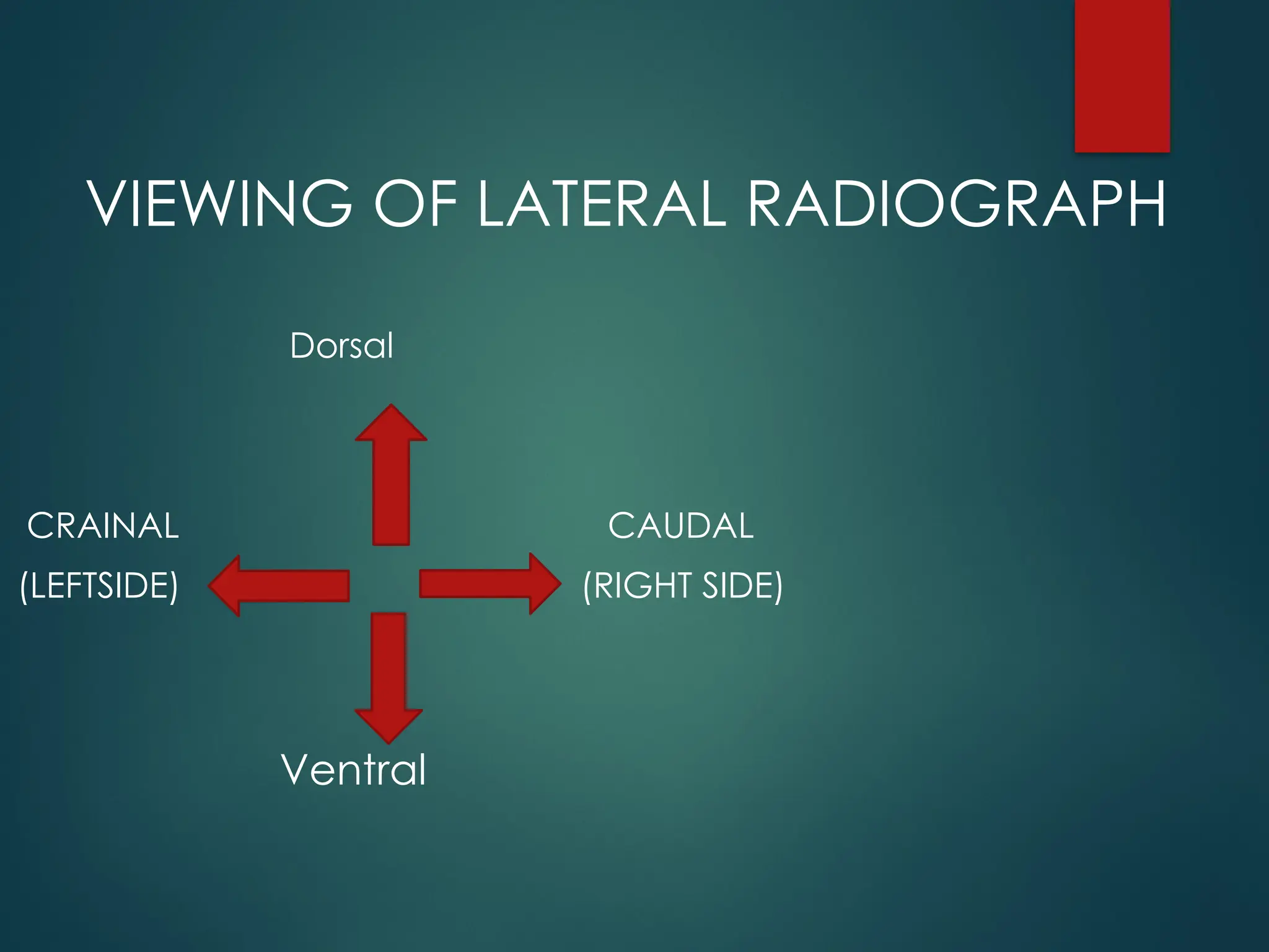 THORAX RADIOGRAPHIC TECHNIQUES INFORTHORAX XRAYMATION | PPT