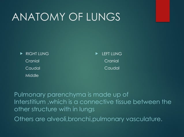 THORAX RADIOGRAPHIC TECHNIQUES INFORTHORAX XRAYMATION | PPT
