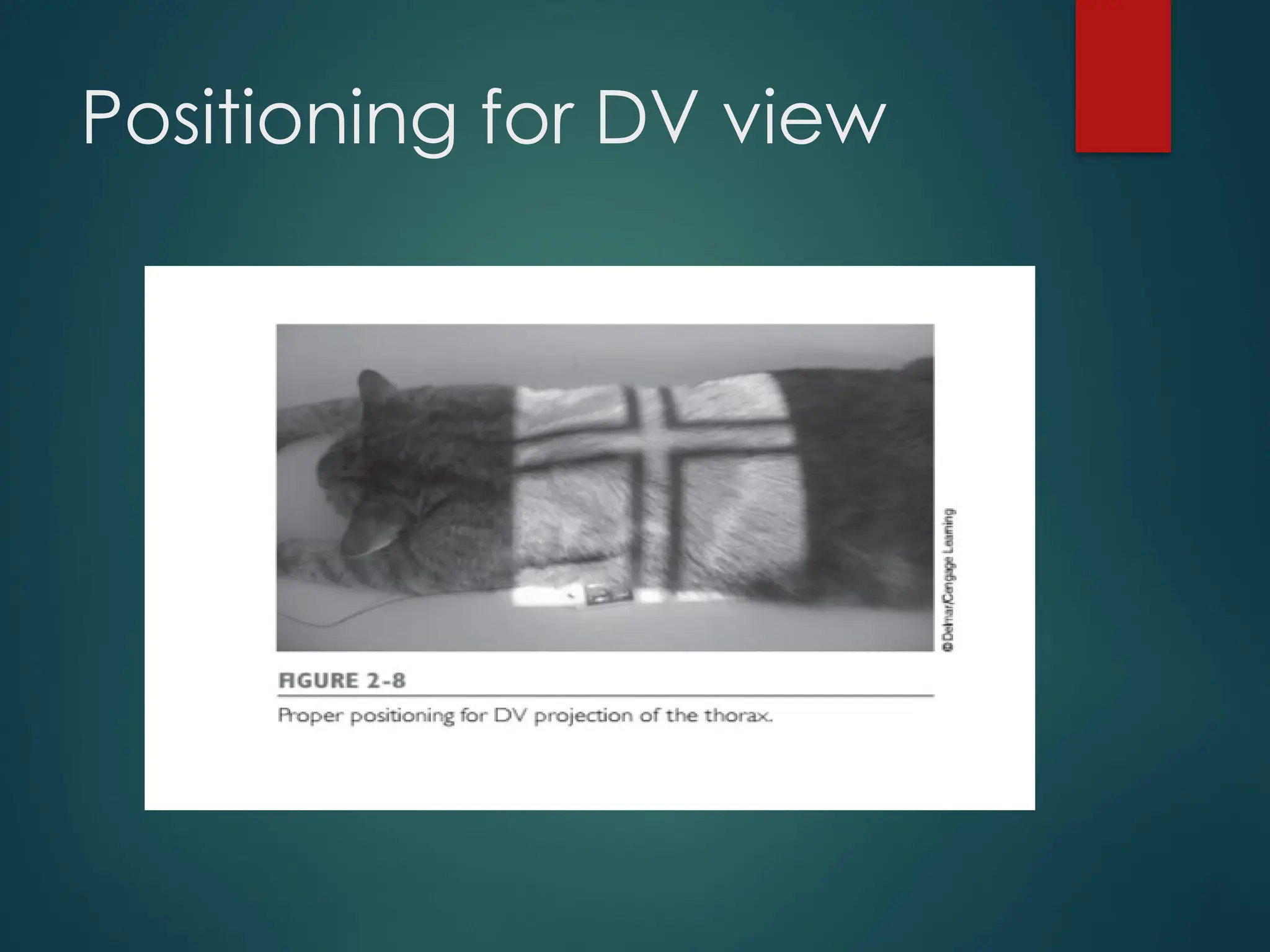 THORACIC RADIOGRAPH interpretation canine | PPTX