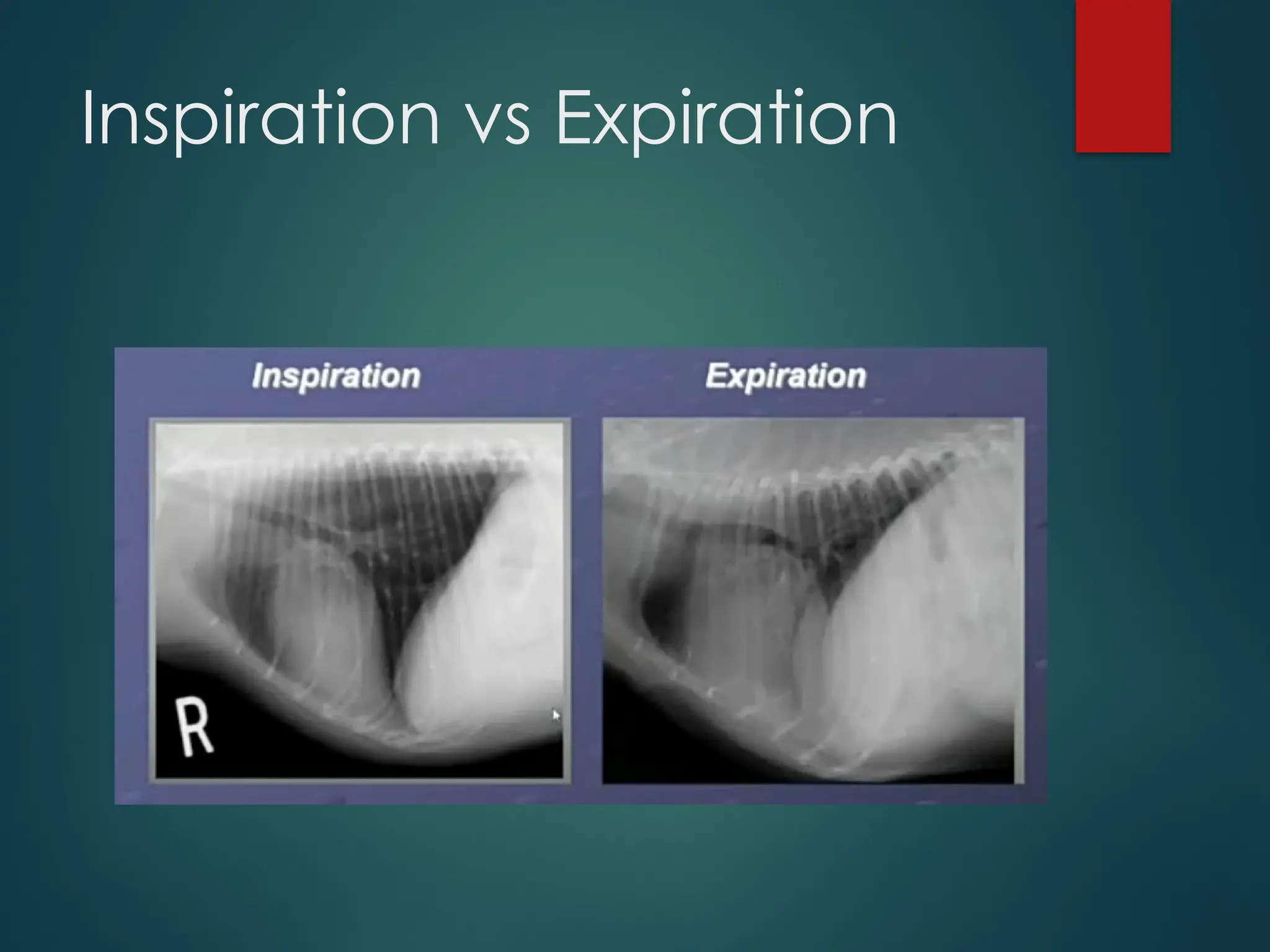 THORACIC RADIOGRAPH interpretation canine | PPTX