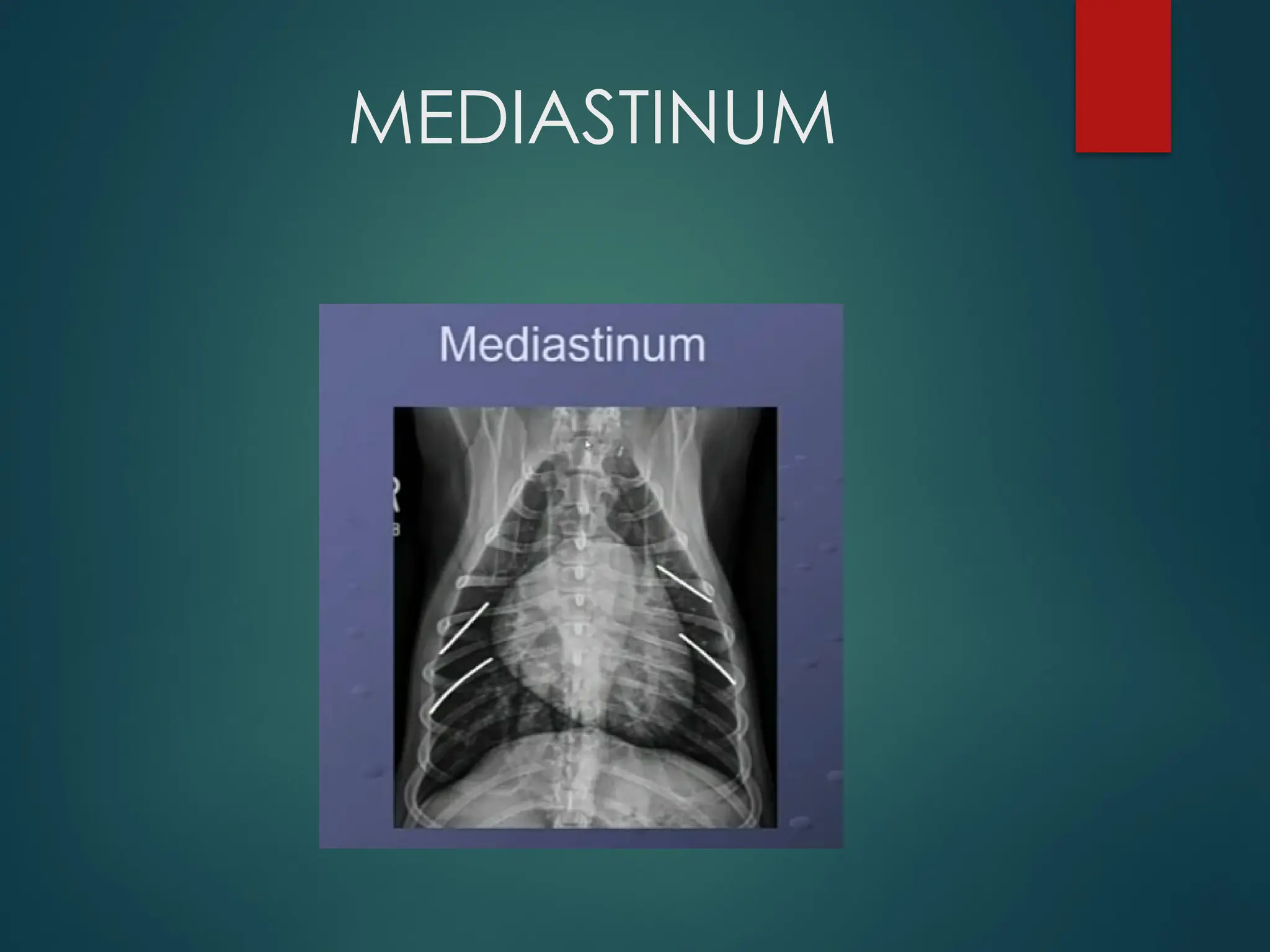 THORACIC RADIOGRAPH interpretation canine | PPTX