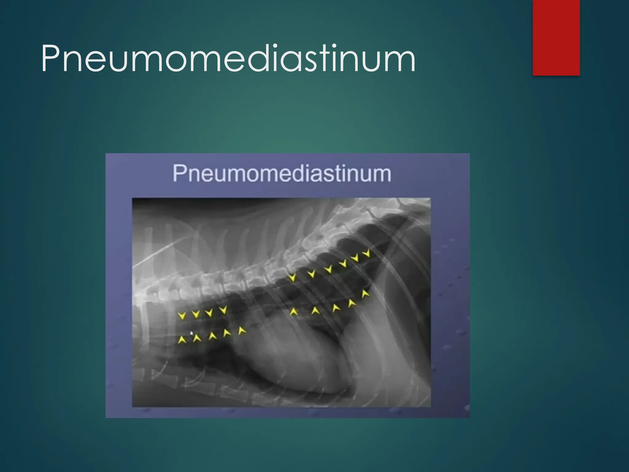 THORACIC RADIOGRAPH interpretation canine | PPTX