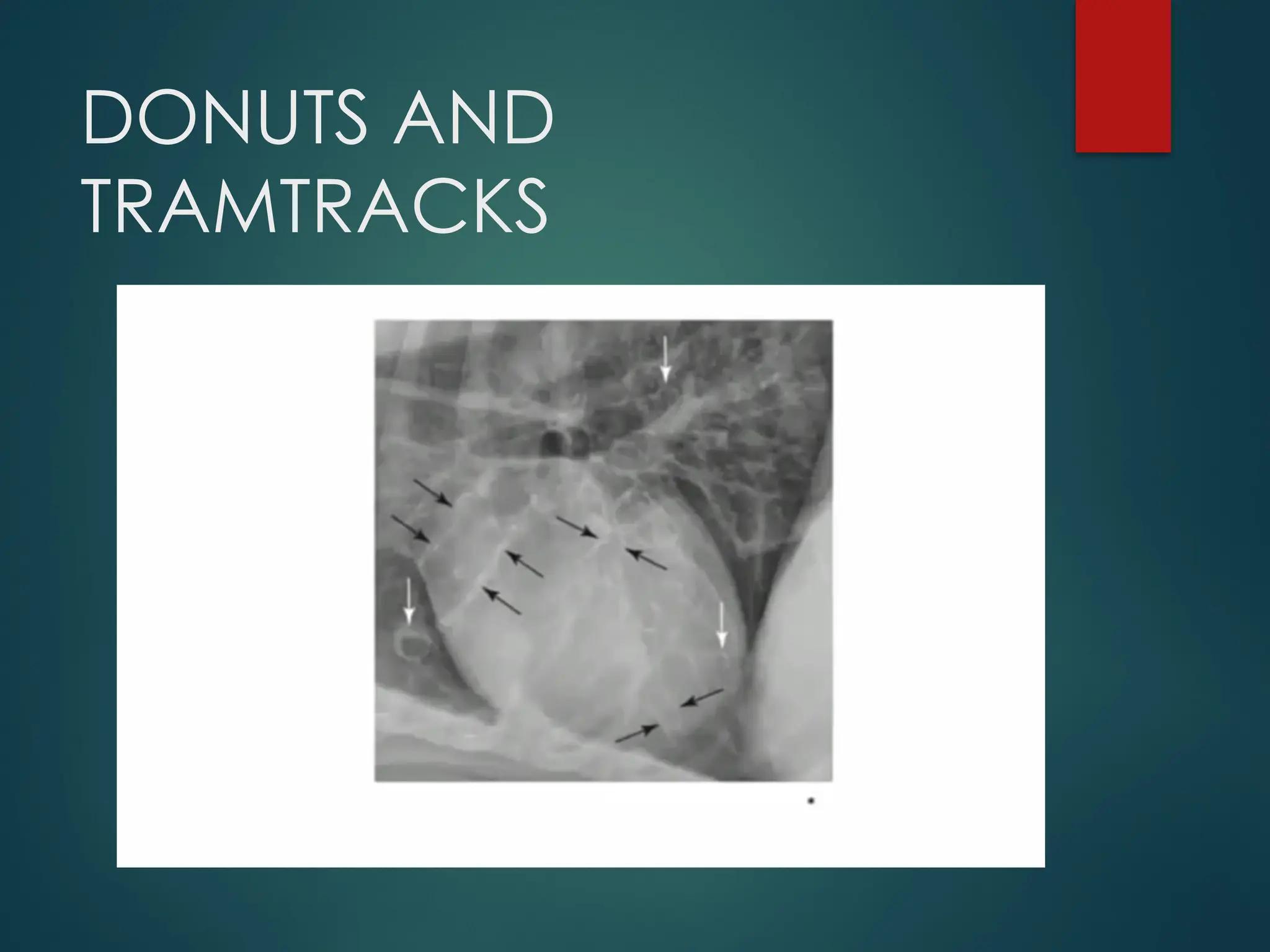 THORACIC RADIOGRAPH interpretation canine | PPTX