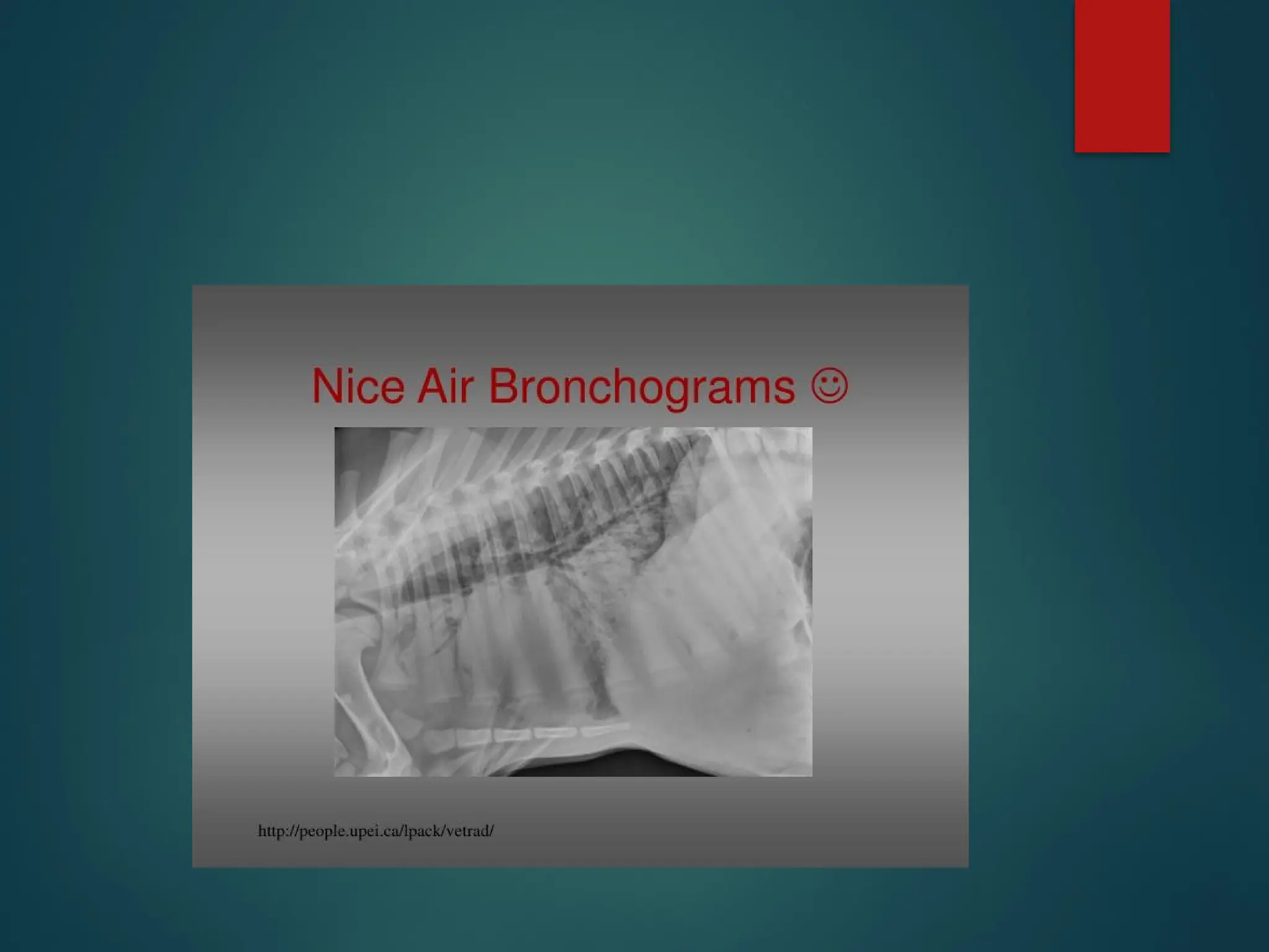 THORACIC RADIOGRAPH interpretation canine | PPTX