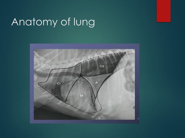THORACIC RADIOGRAPH interpretation canine | PPTX