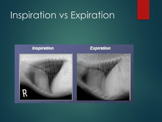 THORACIC RADIOGRAPH interpretation canine | PPTX