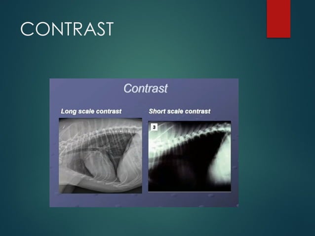 THORACIC RADIOGRAPH interpretation canine | PPTX