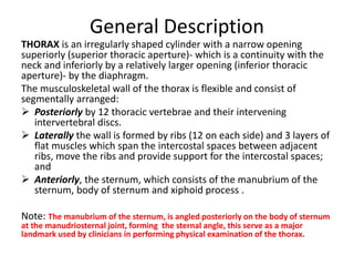 THORAX SCS.pptx1111111111111111111111111111 | PPTX