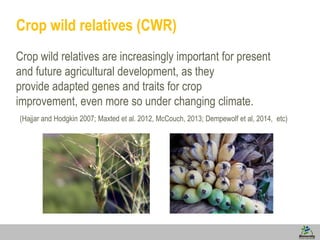 Crop wild relatives - looking at trends in genetic diversity to inform ...