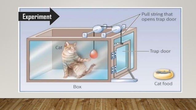 Thorndike's bond theory | PPT