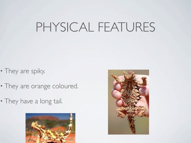 Thorny devil | PPT