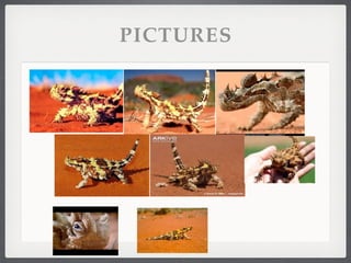 Thorny devil | PPT