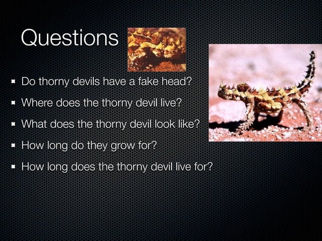 Thorny devil | PPT