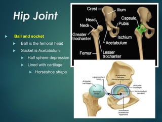 thr-ppt hip implant of human skeleton system -1.pdf