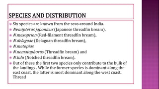 Threadfin breams fisheries Ashish sahu | PPTX