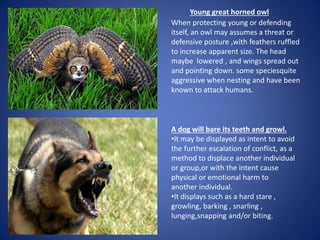 threat display behavir...................pdf