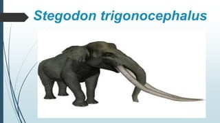 threatened-endangered-and-extinct (1).pptx