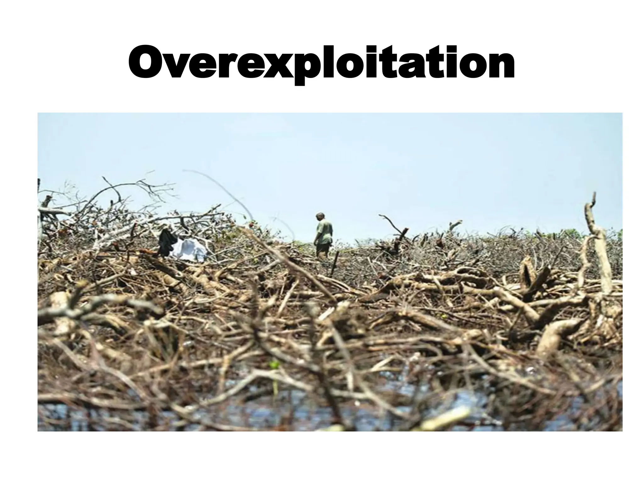 THREATENED MANGROVES ECOSYSTEM & ITS FUNCTIONS.pptx