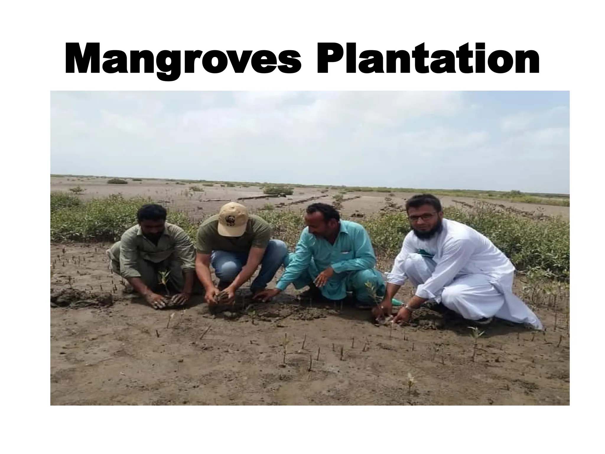 THREATENED MANGROVES ECOSYSTEM & ITS FUNCTIONS.pptx