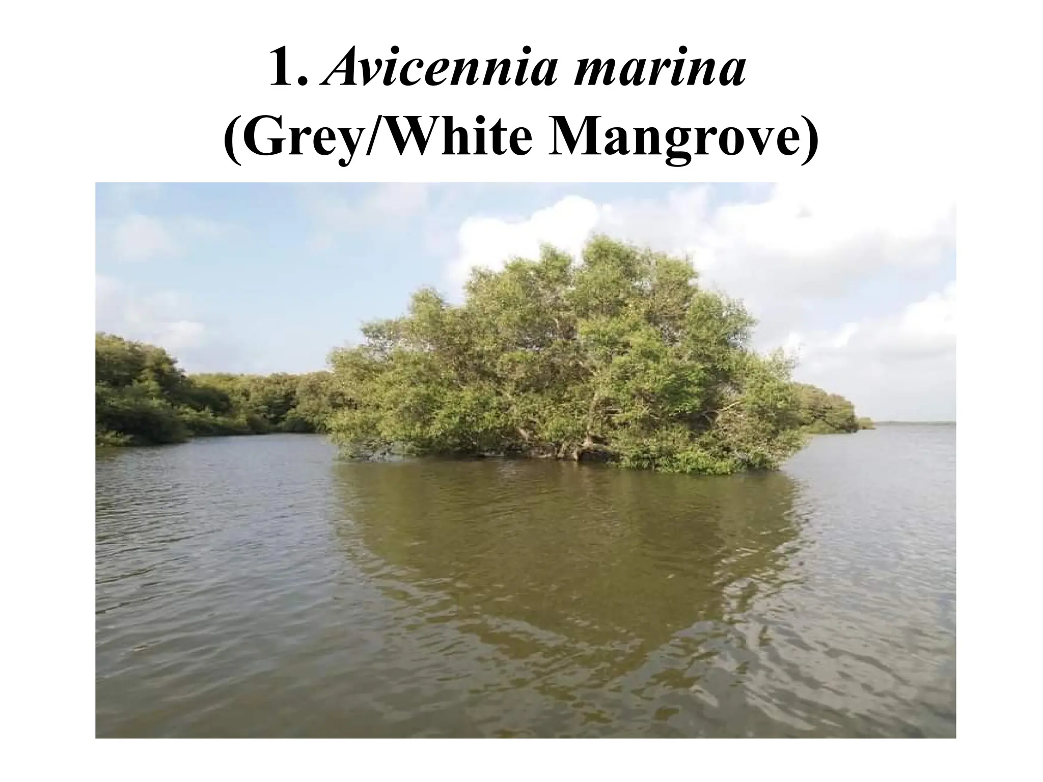 THREATENED MANGROVES ECOSYSTEM & ITS FUNCTIONS.pptx