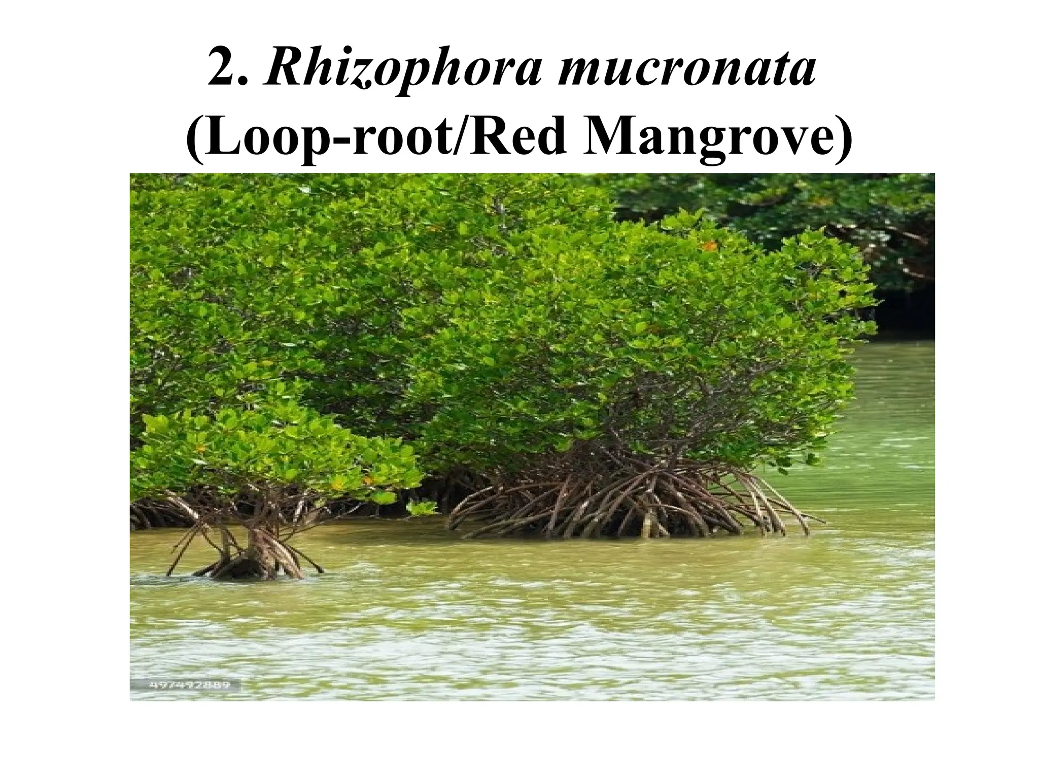 THREATENED MANGROVES ECOSYSTEM & ITS FUNCTIONS.pptx