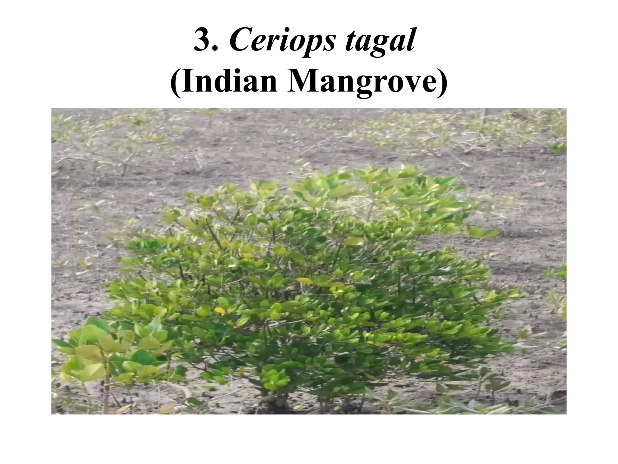 THREATENED MANGROVES ECOSYSTEM & ITS FUNCTIONS.pptx