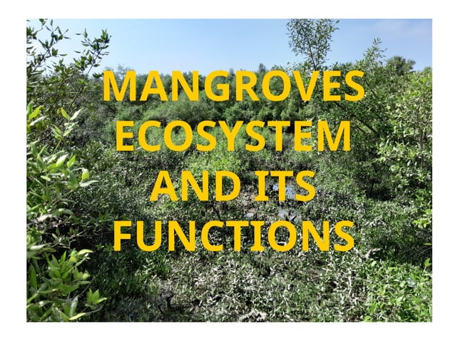 THREATENED MANGROVES ECOSYSTEM & ITS FUNCTIONS.pptx