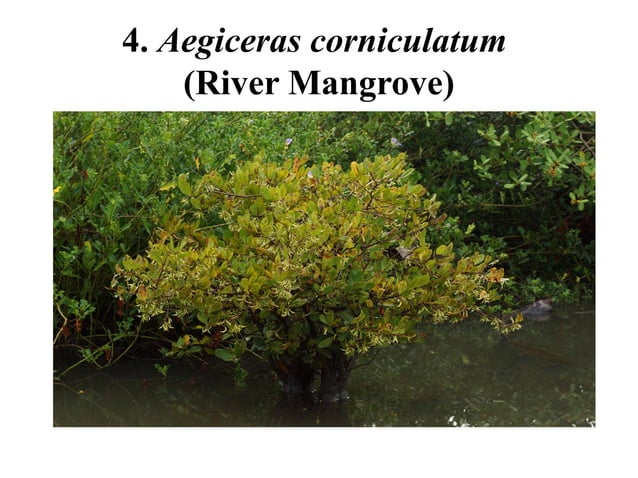 THREATENED MANGROVES ECOSYSTEM & ITS FUNCTIONS.pptx