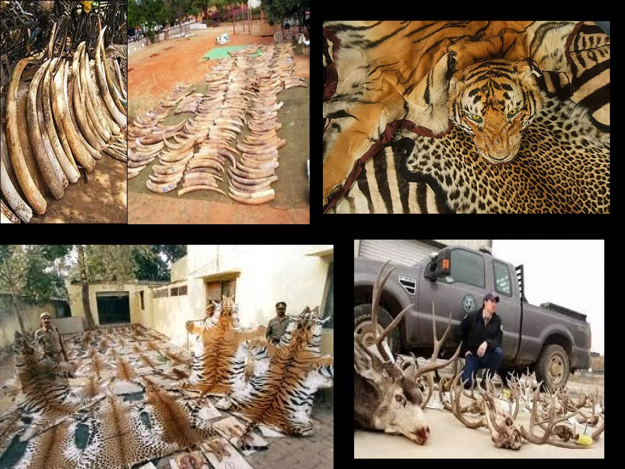 Threats to Biodiversity | PPT