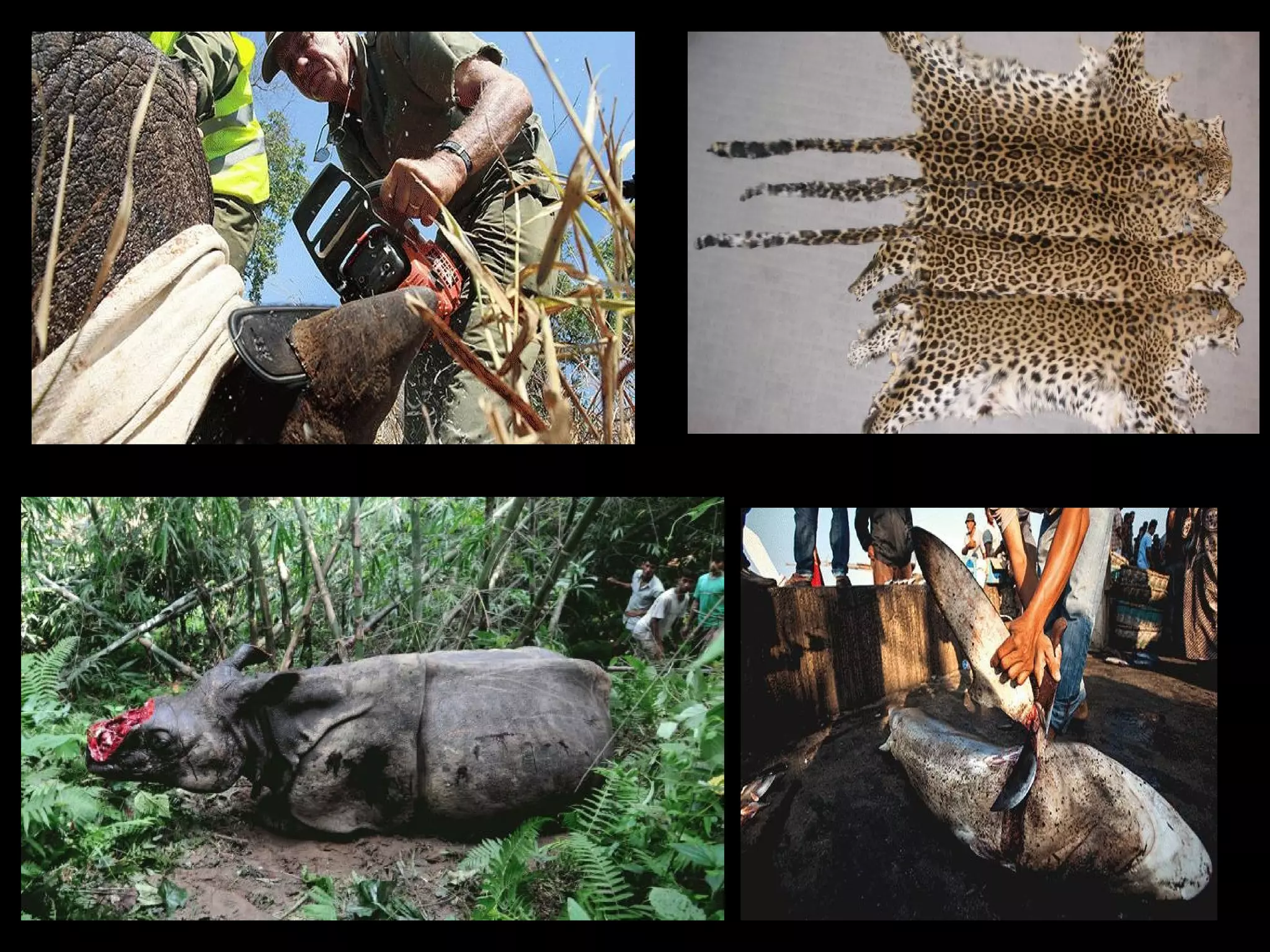 Threats to Biodiversity | PPT