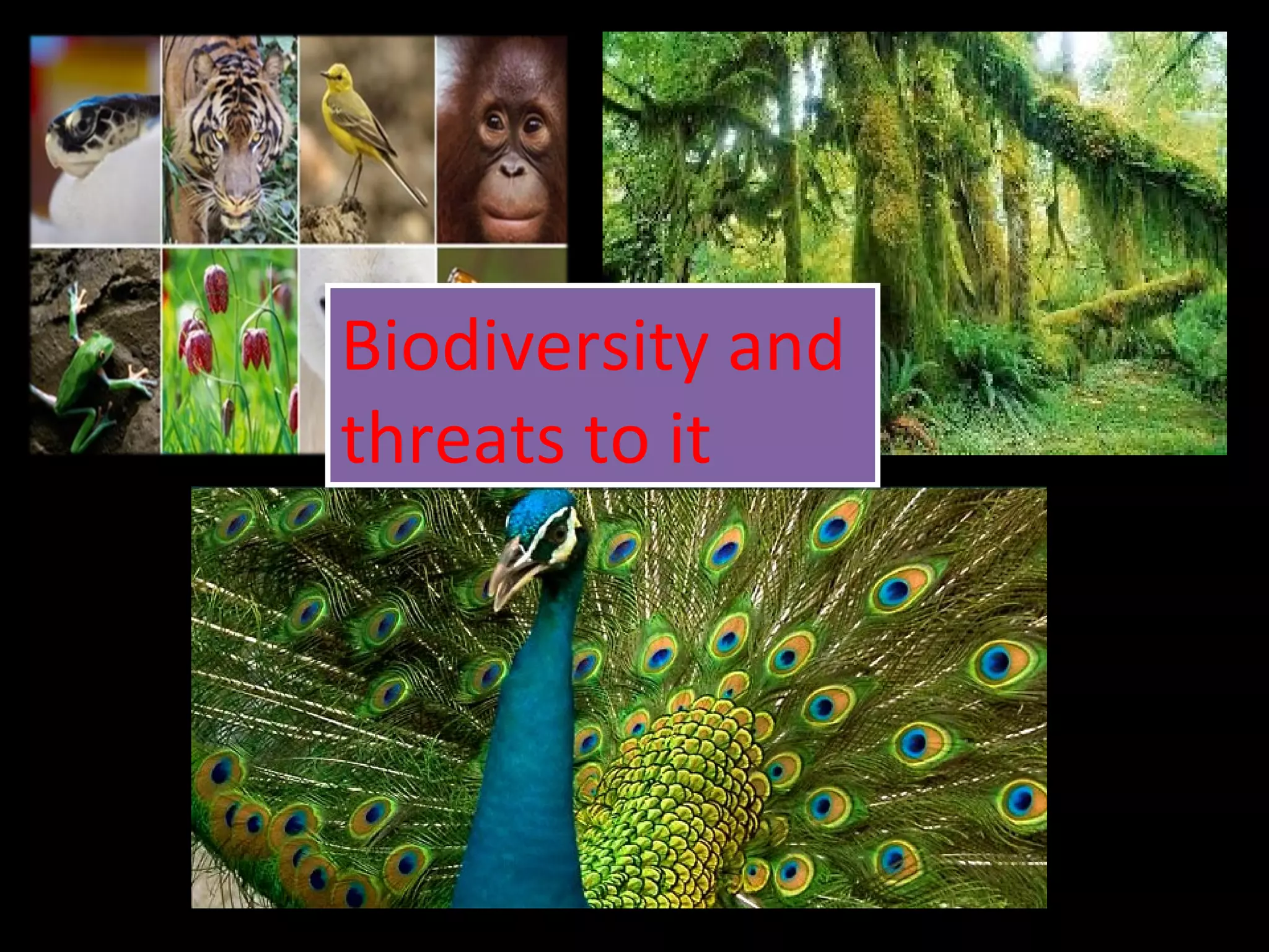 Threats to Biodiversity | PPT