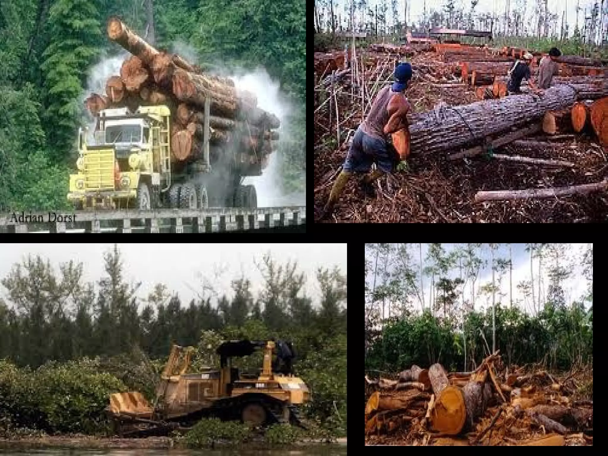 Threats to Biodiversity | PPT