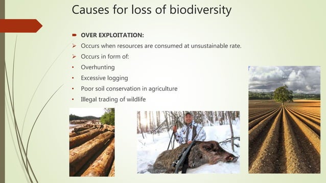 Threats to biodiversity | PPTX | Geography | Science