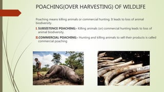 Threats to biodiversity | PPTX | Geography | Science