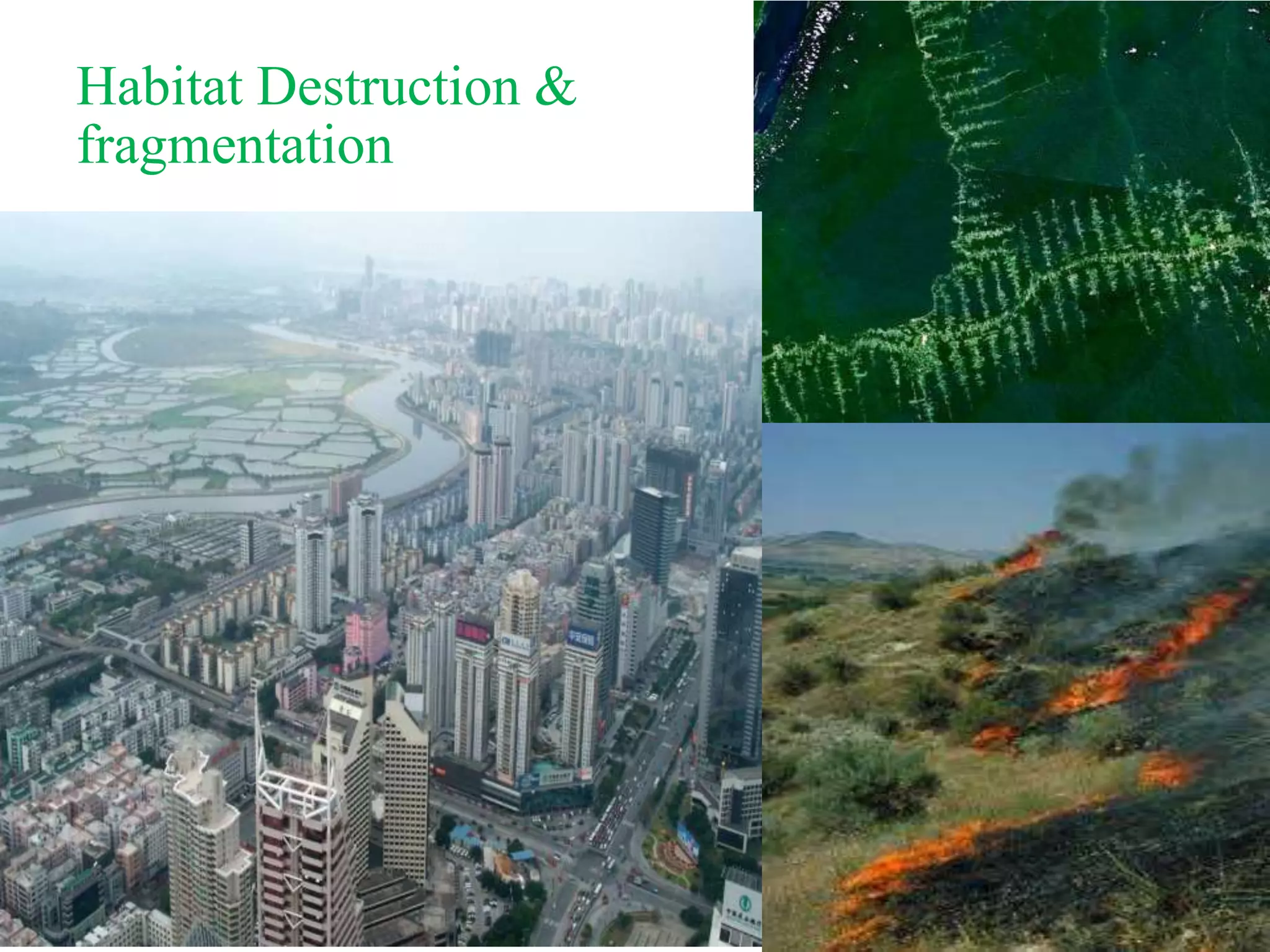 Threats to biodiversity | PPTX